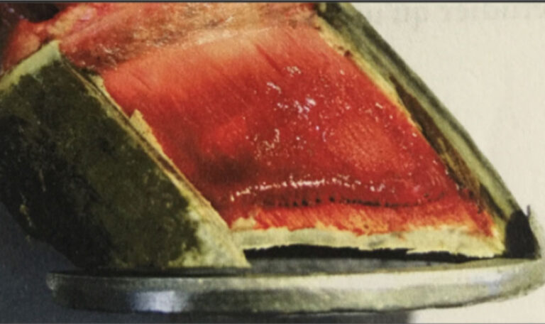 What is the Corium? – Lorenzo D'Arpe, Medico Veterinario